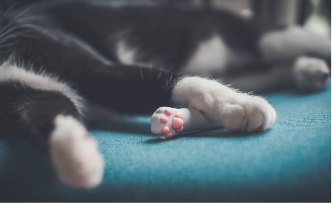 CATISS以“猫”之名，进驻中国大陆新市场|一周鲜事 - C2CC传媒